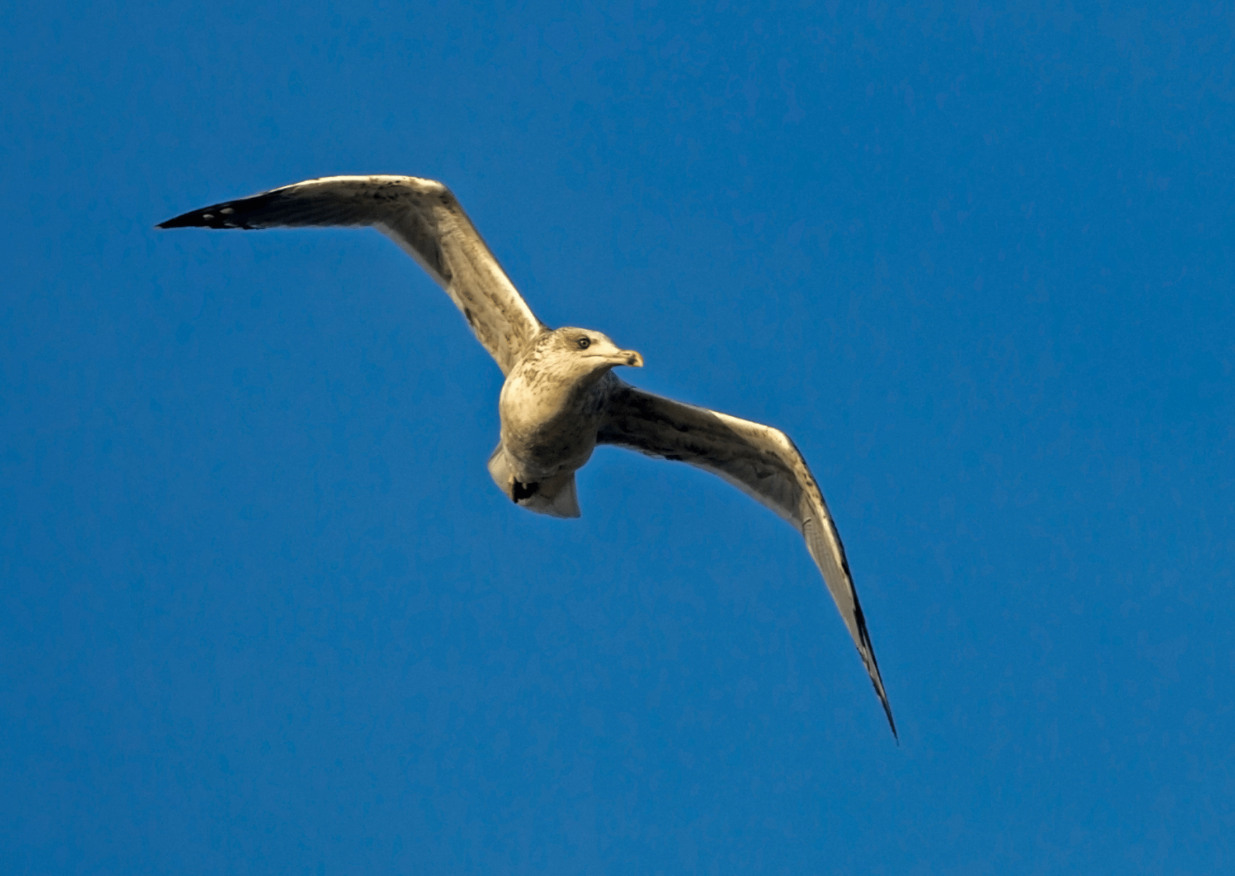 Portland's Bird Monitoring - British Ports Association