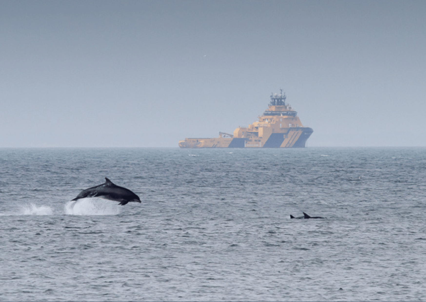 Aberdeen Harbour's Dolphin Code - British Ports Association
