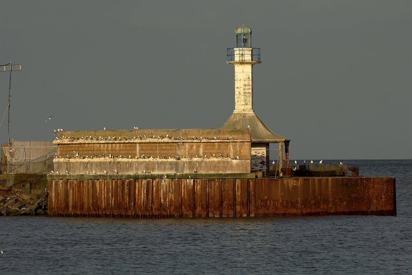 ABP’s Port of Lowestoft provides a safe harbour for Kittiwakes ...