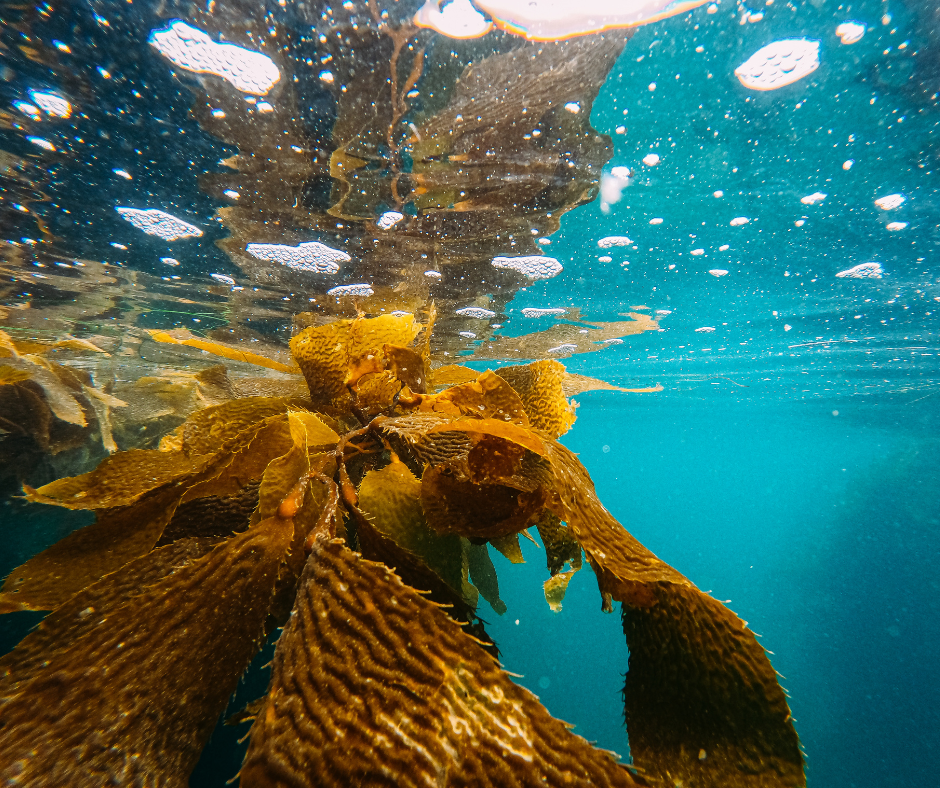Plymouth: Sustainable Seaweed Farming - British Ports Association